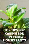 How To Take Care Of A Peperomia Plant With Pictures Smart Garden Guide
