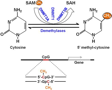 Schematic Representation Of Dna Methylation The Process Starts With