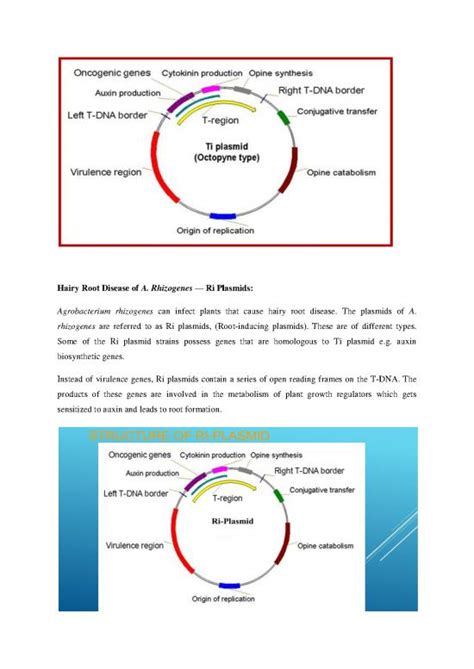 Gene Transfer Methods Pdf 89580 Agrobacterium Mediated Gene Transfer