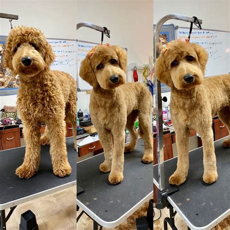 Labradoodle And Goldendoodle Grooming Tips