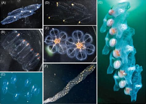A New Molecular Phylogeny Of Salps Tunicata Thalicea Salpida And
