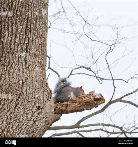 Squirrel Laying On A Tree Brach Stock Photo Alamy