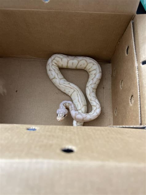a friend just got the ball python she was told “it s a banana” but she