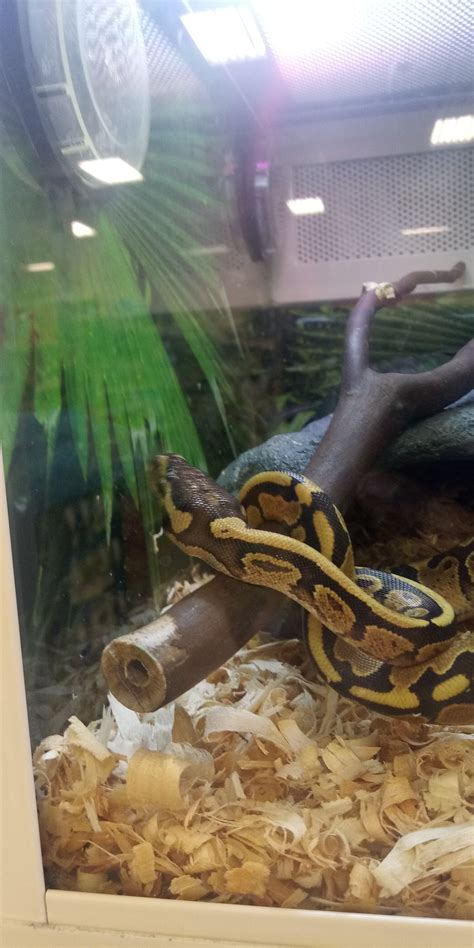 Ball Python Petsmart