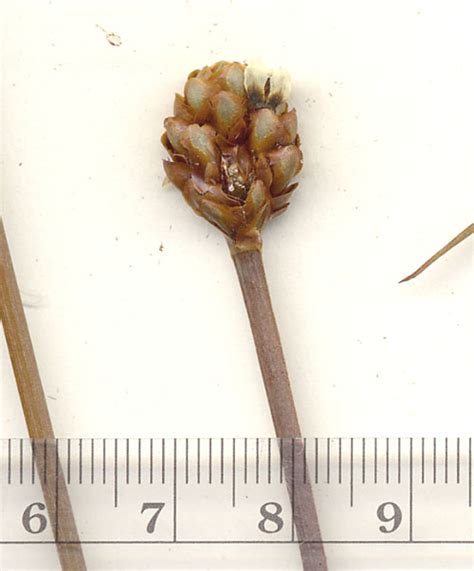 Xyris Archives Ut Herbarium