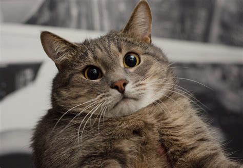 котик Cats смешные картинки и другие приколы комиксы гиф анимация видео лучший