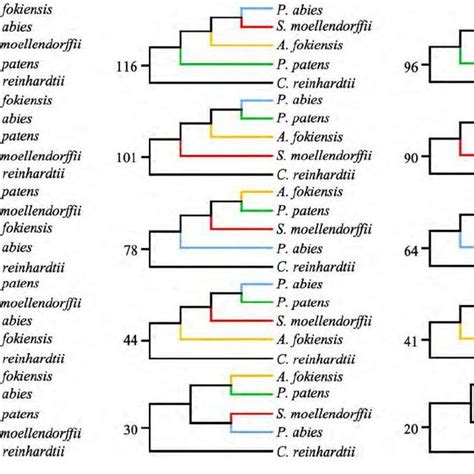 The Phylogenetic Tree Based On Concatenation And Coalescence Methods Download Scientific