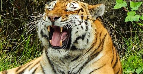 I Started Chuffing At This Tiger Who Had Been Pacing In Its Enclosure