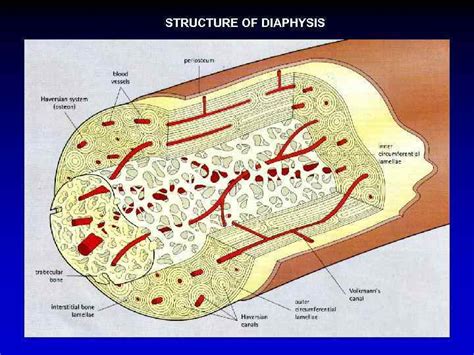 Structure Development And Regeneration Of Bone Tissue