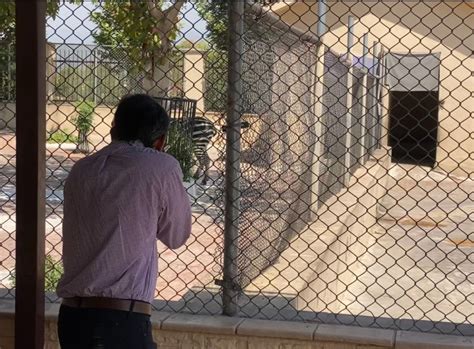 Vet Dr Muhammad Talha Khalid On Linkedin First Time Ever Complete Sedation Of Zebra Has