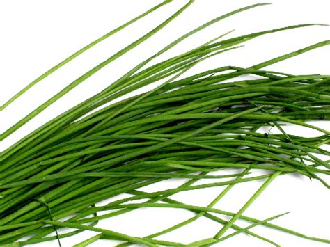 Identifying Herbs That Release Exterior Cold Quiz And Trivia