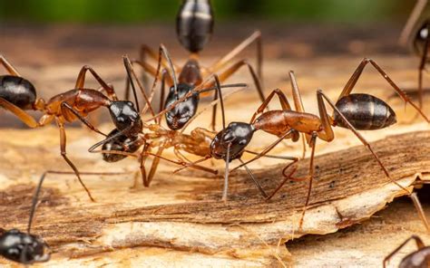 9 Common Types Of Ants In Fl Ant Identification Pictures