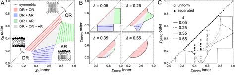 Figure 2 From Experimentally Determined Leafletleaflet Phase Diagram