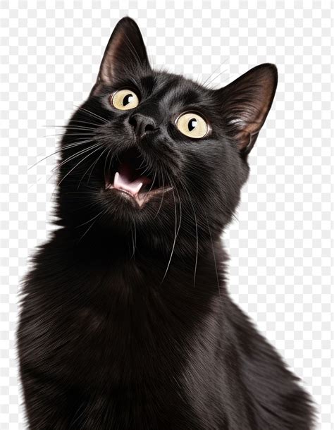 High Resolution Black Cat Png For Design And Art