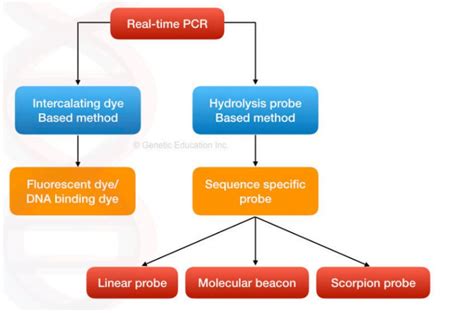 Real Time Pcr Principle Ppt Design Talk