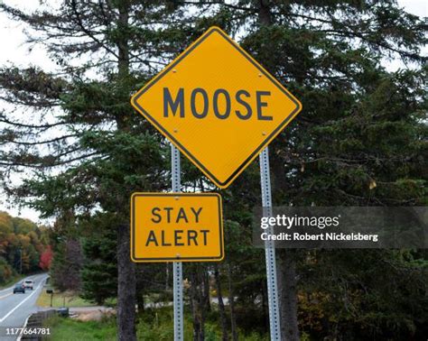 Moose Warning Sign Photos And Premium High Res Pictures Getty Images