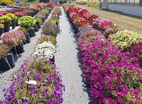 News Detail Drought Tolerant Varieties