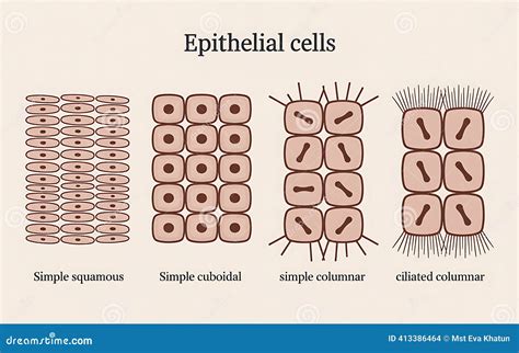 Various Epithelial Tissue Types Depicted In Detailed Educational
