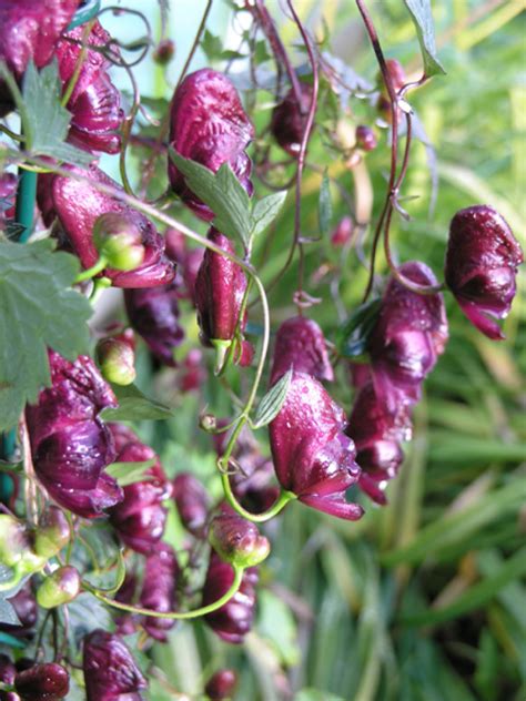 Купить Аконит Red wine в Москве | Greendacha