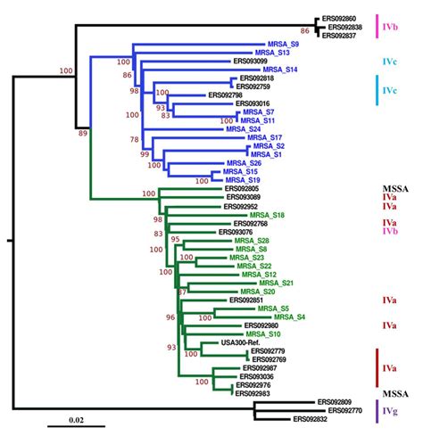 Phylogenetic Tree Comparison Genomic Sequences Of Strains Download