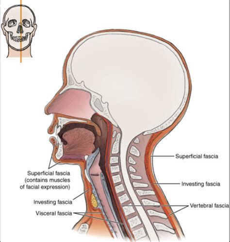 Fascia And Spaces Flashcards Quizlet
