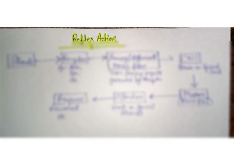 SOLUTION Reflex Action Flow Chart Studypool