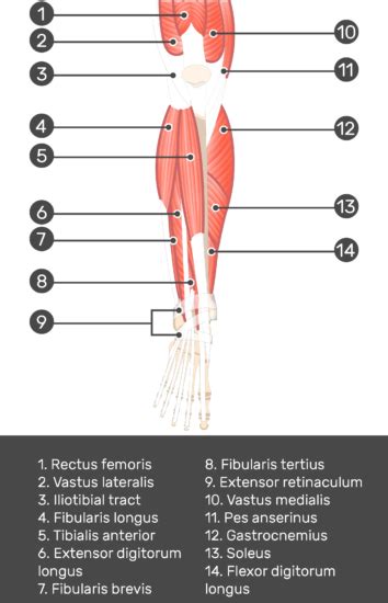 Extensor Digitorum Longus Origin Insertion Action Getbodysmart