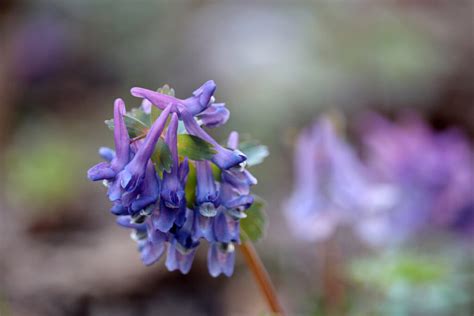 Perenial Flowers Archives Page 2 Of 22 Harvest To Table