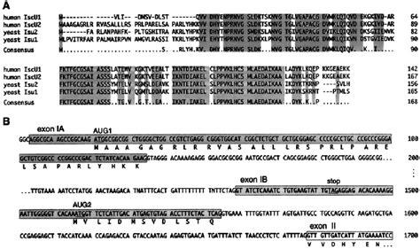 Molecular Cloning And Sequence Analysis Of Human Iscu A Predicted