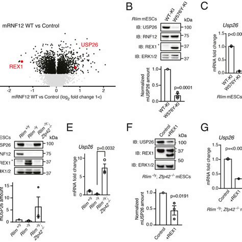 USP Colocalizes With RNF And Interacts With The RNF Basic Region Download Scientific