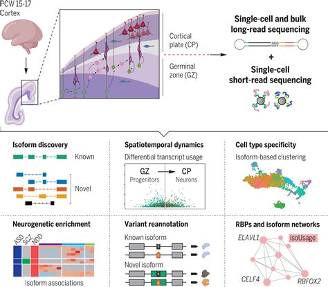 rna sequencing of the developing human brain uncovers hundreds of