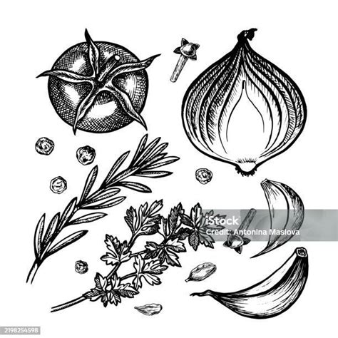 야채 토마토 양파 마늘 허브 및 향신료 손으로 그린 벡터 그림입니다 음식의 흑인과 백인 이미지입니다 배경과 분리됩니다 메뉴 요리책 패키지 라벨에 적합합니다 0명에 대한 스톡