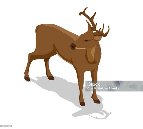 등등 측정 사슴 전면 보기 그림입니다 흰색 배경에 고립 된 자랑 스러운 고귀한 사슴 남성 등측투영법에 대한 스톡 벡터 아트 및