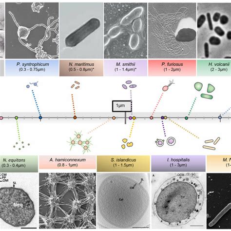 Pdf The Cell Biology Of Archaea