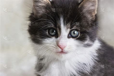 特写长毛挪威森林猫小猫