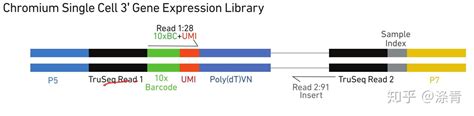 单细胞测序分析学习（一） 知乎