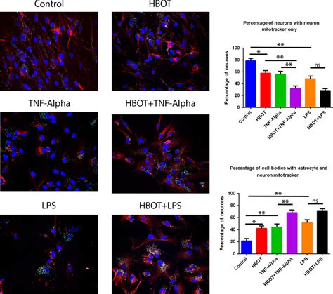 Mitochondrial Transfer To Primary Cortical Neurons Migration Of Download Scientific Diagram