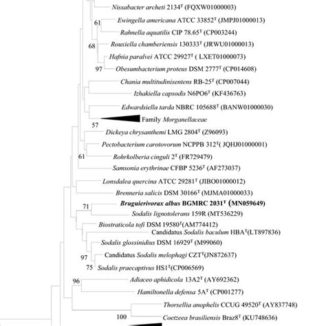 upgma dendrogram based on ani values of genomic sequences showing the