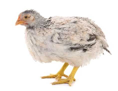 Premium Photo Gray Hen Isolated