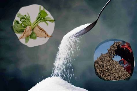 Sugar Beet Processing Line Sugar Beet Processing Line And Factory Price