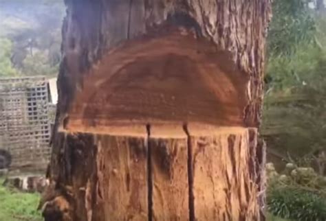 Tree Felling Stump Removal In Pretoria Justin Tree Felling