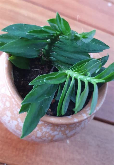 Dwarf Devils Backbone Indoor Plant Furniture And Home Living Gardening