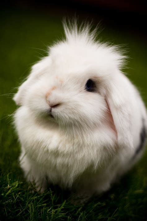 Bunny - Bunny Rabbits Photo (30657097) - Fanpop