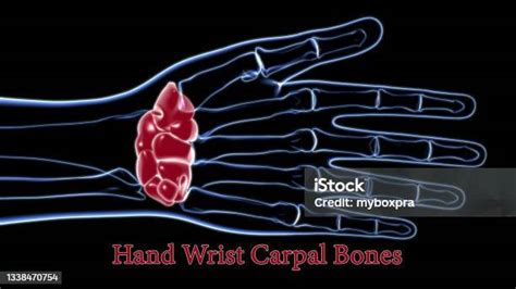 인간 해골 손 손목 손목 뼈 해부학 용 의료 개념 3d 0명에 대한 스톡 사진 및 기타 이미지 0명 3차원 형태 가락뼈
