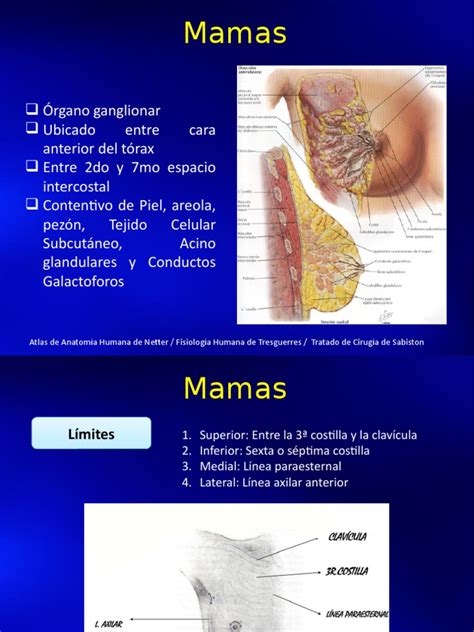 Anatomia De La Mama Pdf Pecho Órgano Anatomía