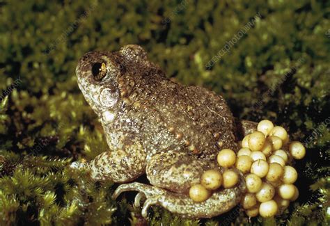 Cane Toad Laying Eggs