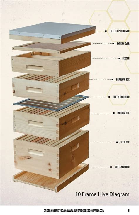 Anatomy Of A Bee Hive In 2024 Bee Hives Diy Bee Hives Boxes Bee Hive Plans