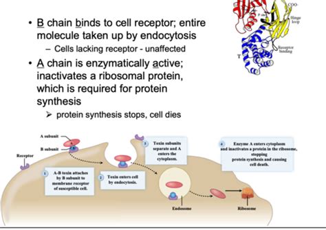 Lecture 19 Bacterial Pathogenesis Flashcards Quizlet