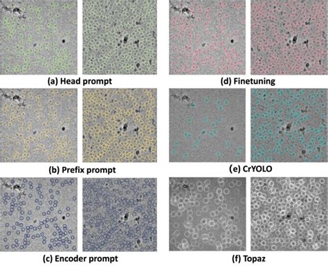 Visualization Of Protein Particle Identification On Three Sample