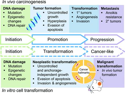 Carcinogenesis Initiation Promotion Progression